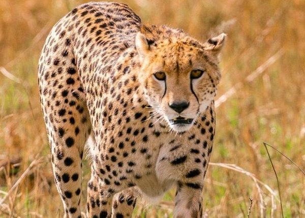 The Art of Swahili Small Talk: Phrases for Your Morning Coffee - bluelilac